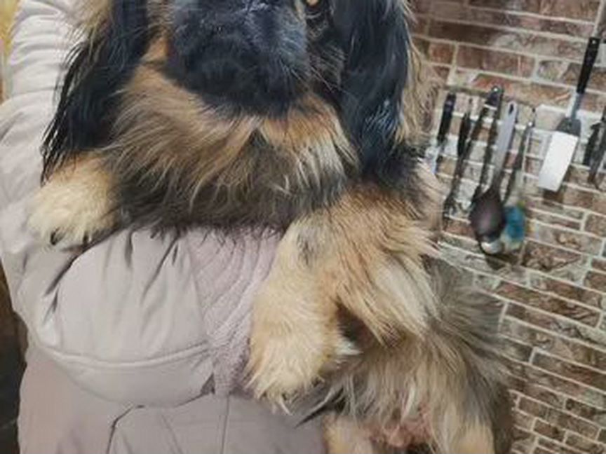 Пикеннес приглашает на вязку