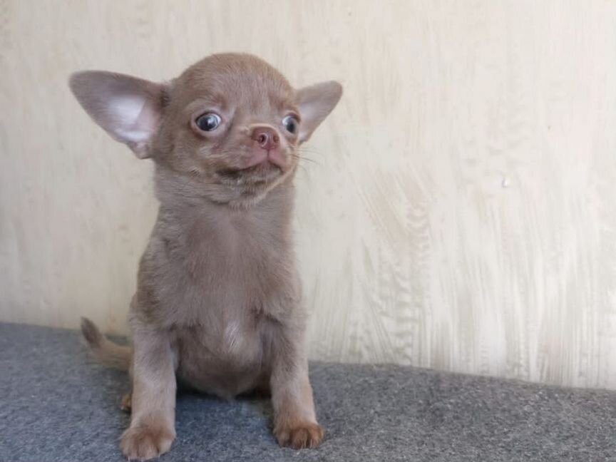 Лиловый мальчик