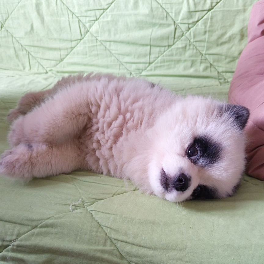 Померанский шпиц, щенок