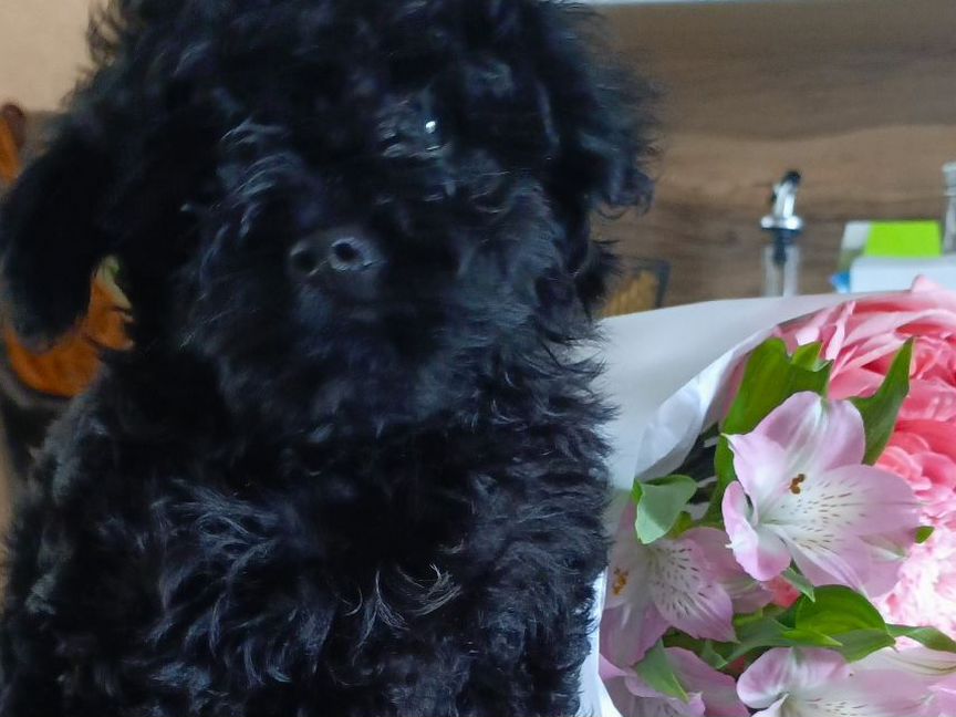 Мальтипу-черные жемчужинки