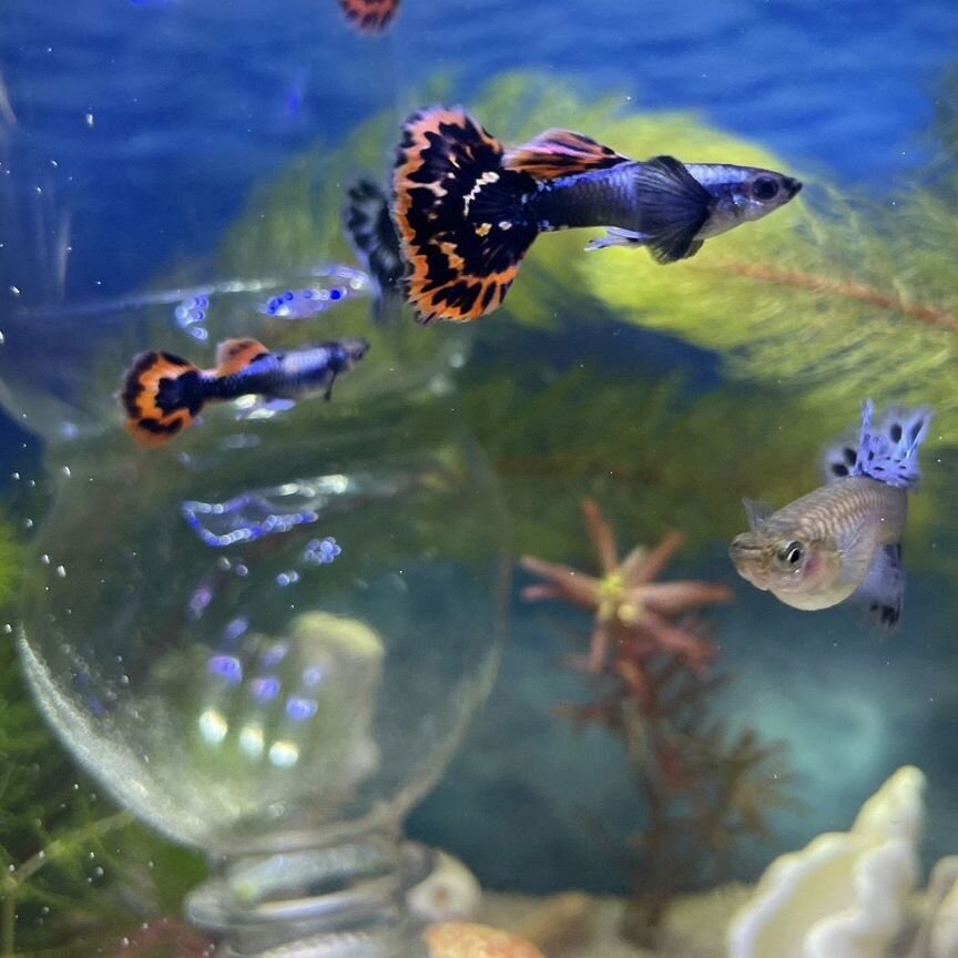 Гуппи дамбо мозайка