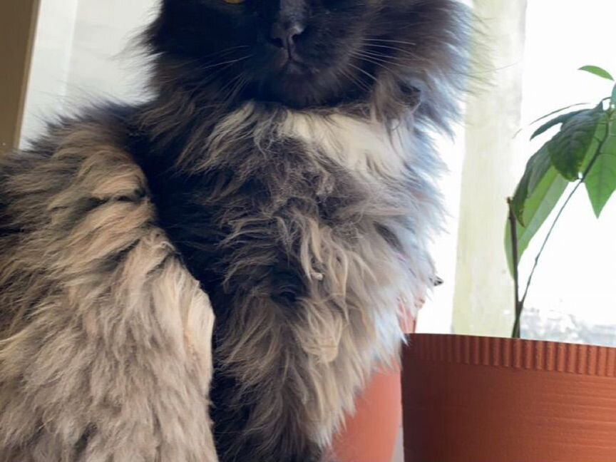 Кот