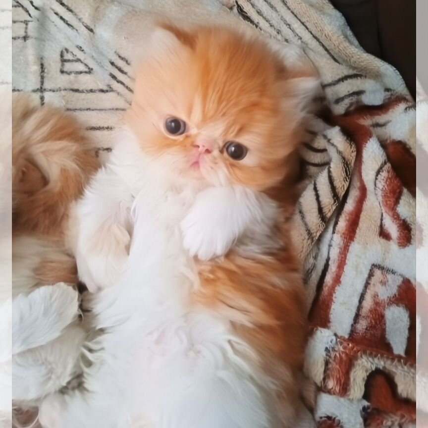 Персидский котёнок