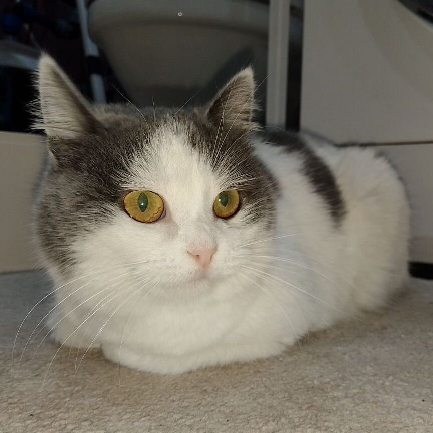 Взрослая кошка в добрые руки