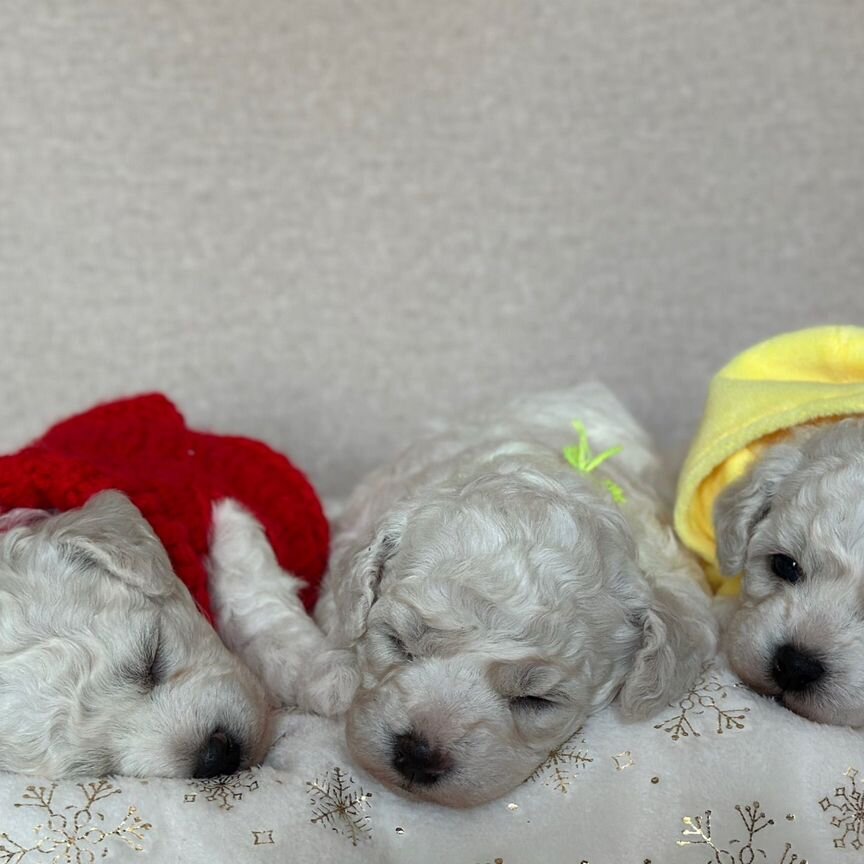 Бишон фризе, щенок