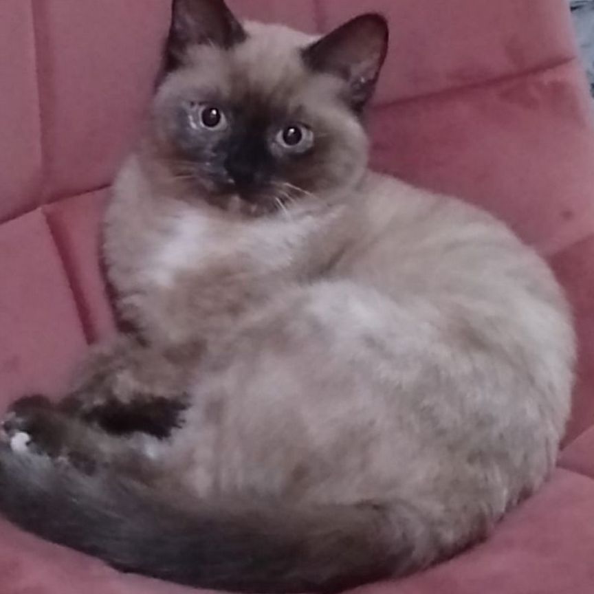 Котёнок