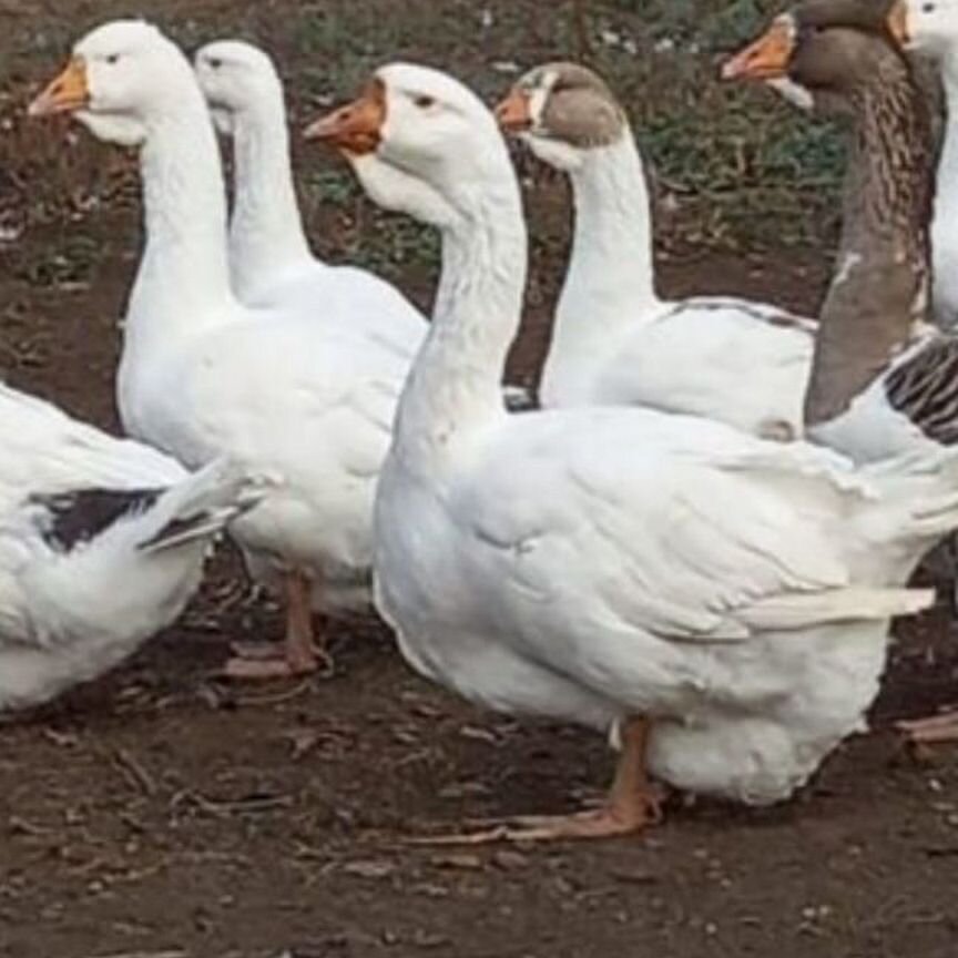 Гусь