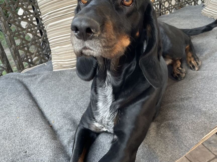 Найдена собака