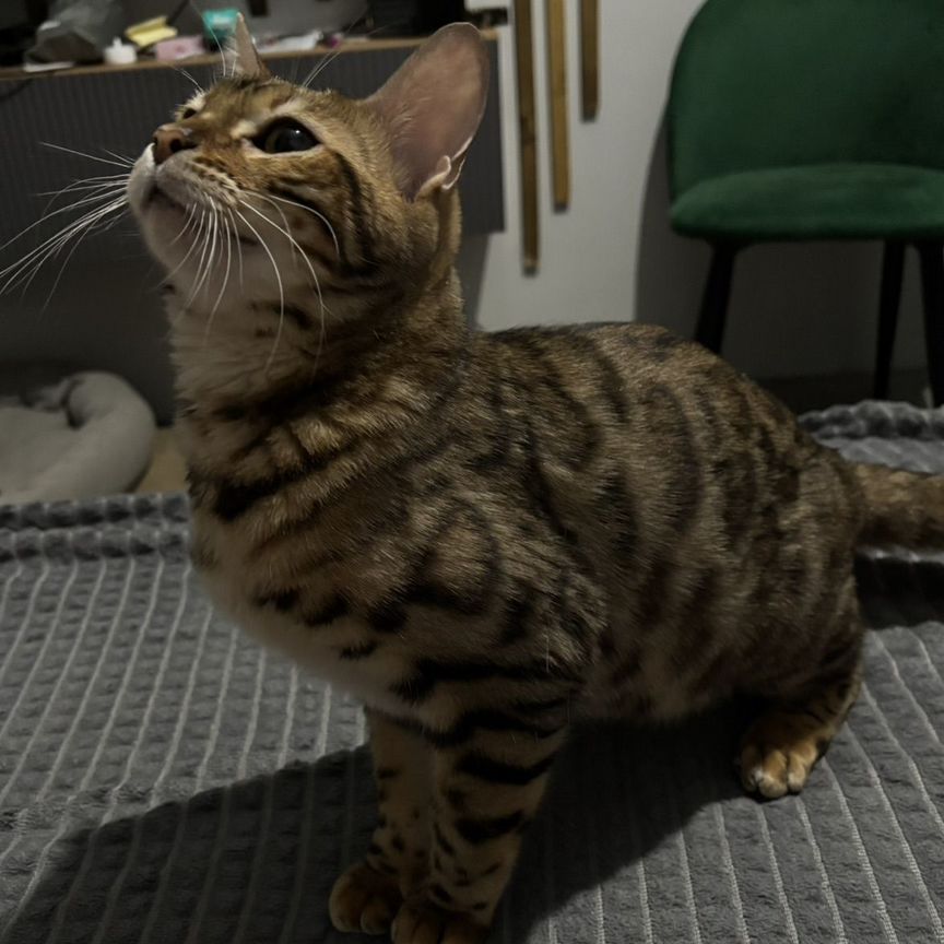 Бенгальская кошка, вязка