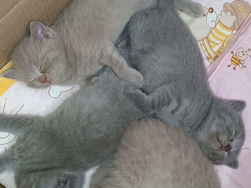 Британские котята