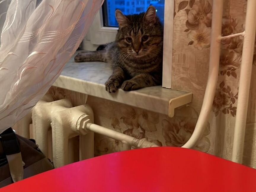 Солидный Кот Жорик
