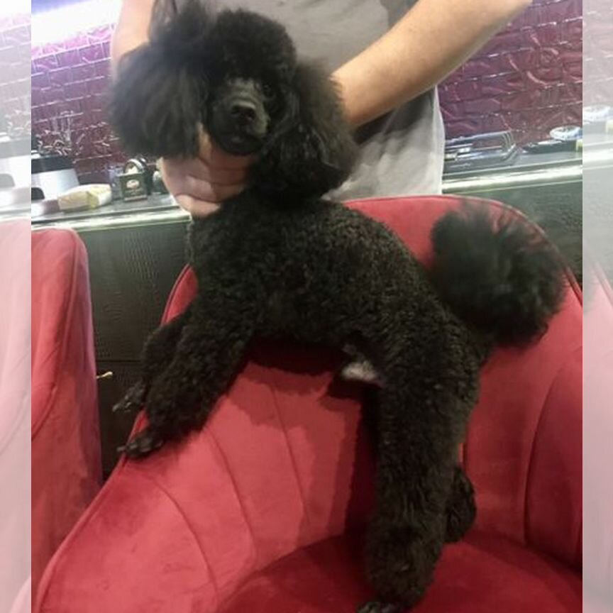 Мальчик-пудель ищет девочку для случки