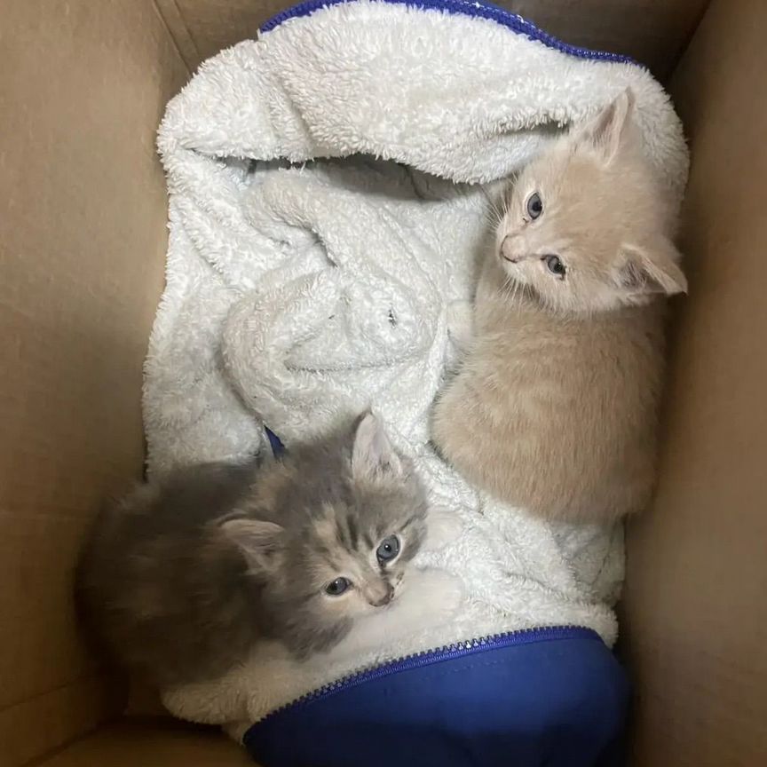 Котёнок в добрые руки