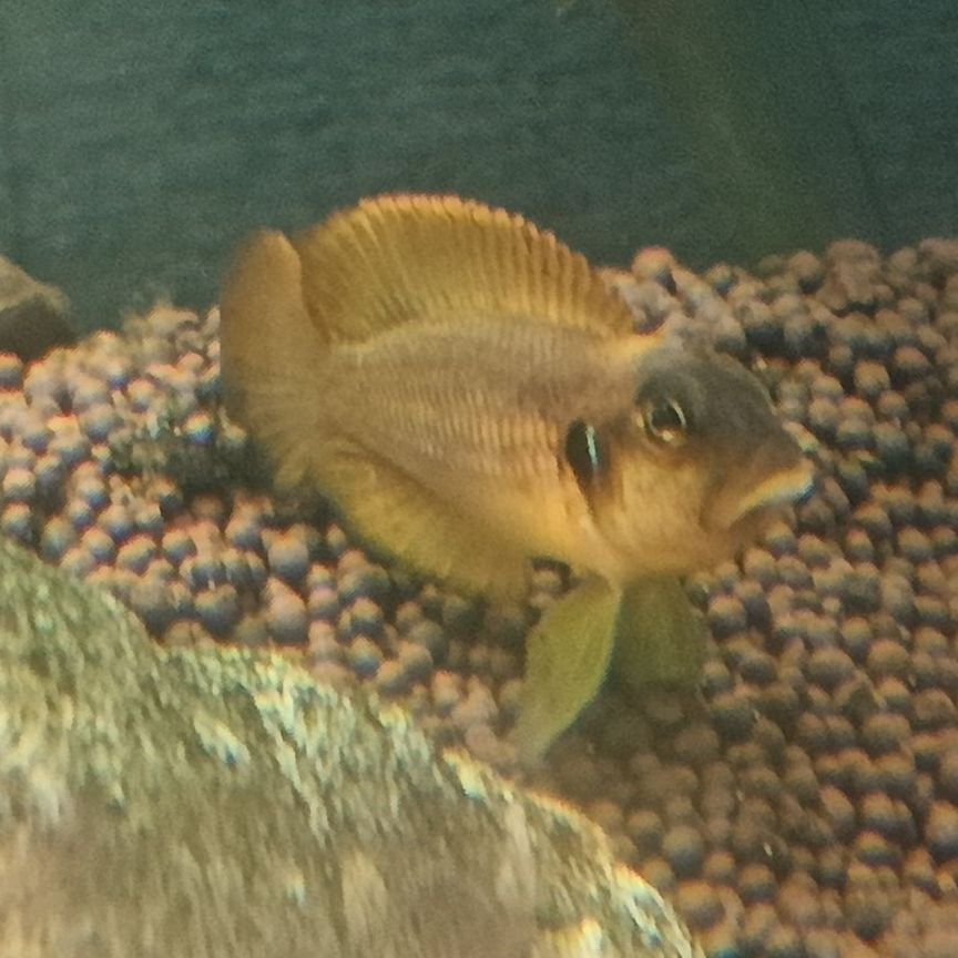 Лампрологус оцеллатус Голд