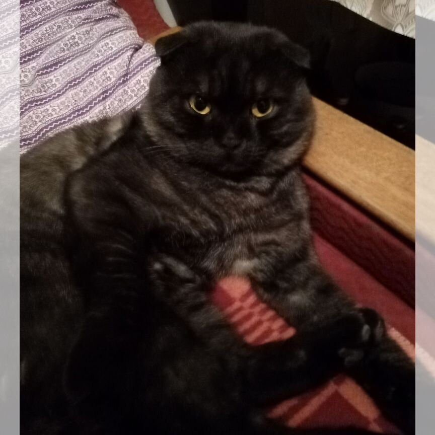 Шотландский вислоухий короткошёрстный котёнок