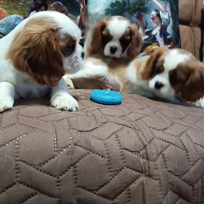 Кавалерчики