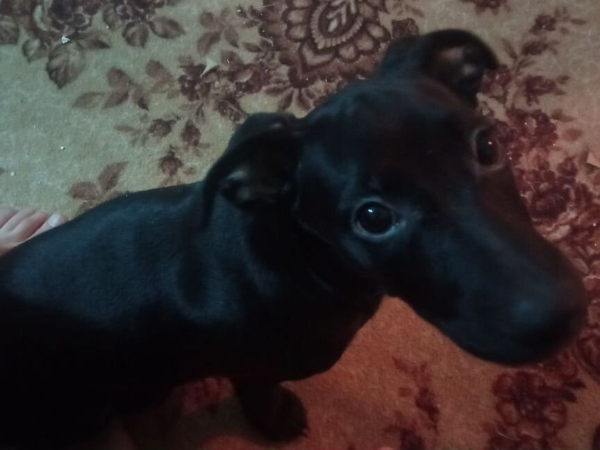 Собака в добрые руки отдам бесплатно