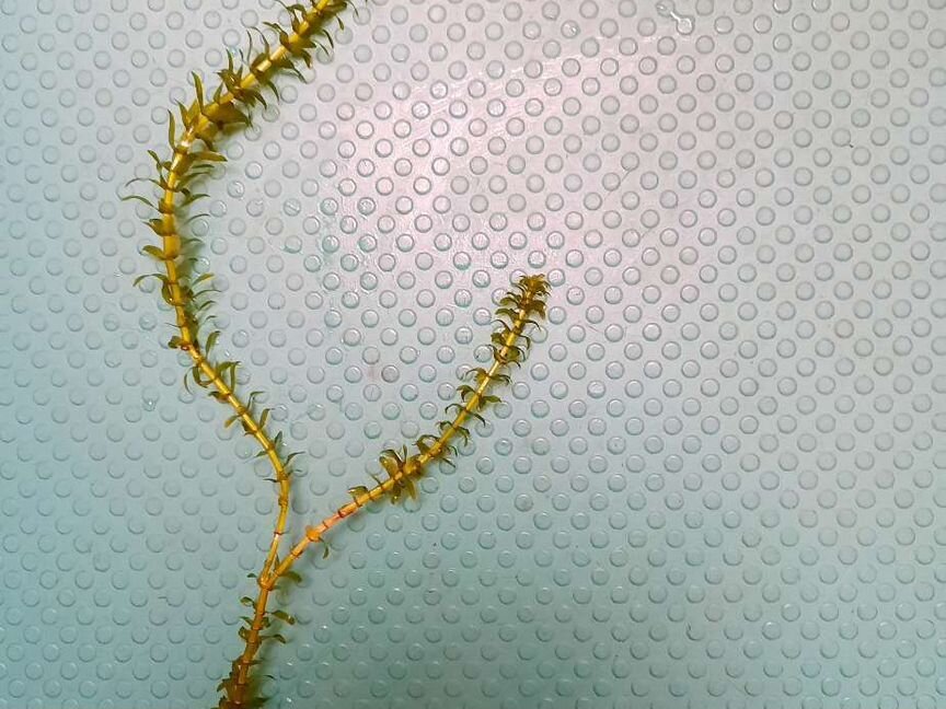 Элодея канадская