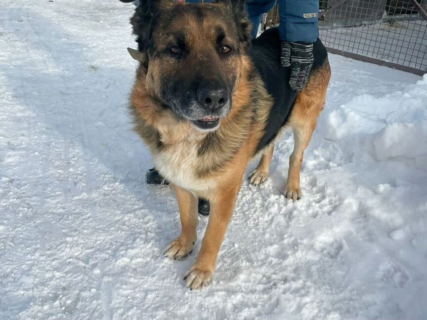 Прекрасный добрый пес ищет своего человека
