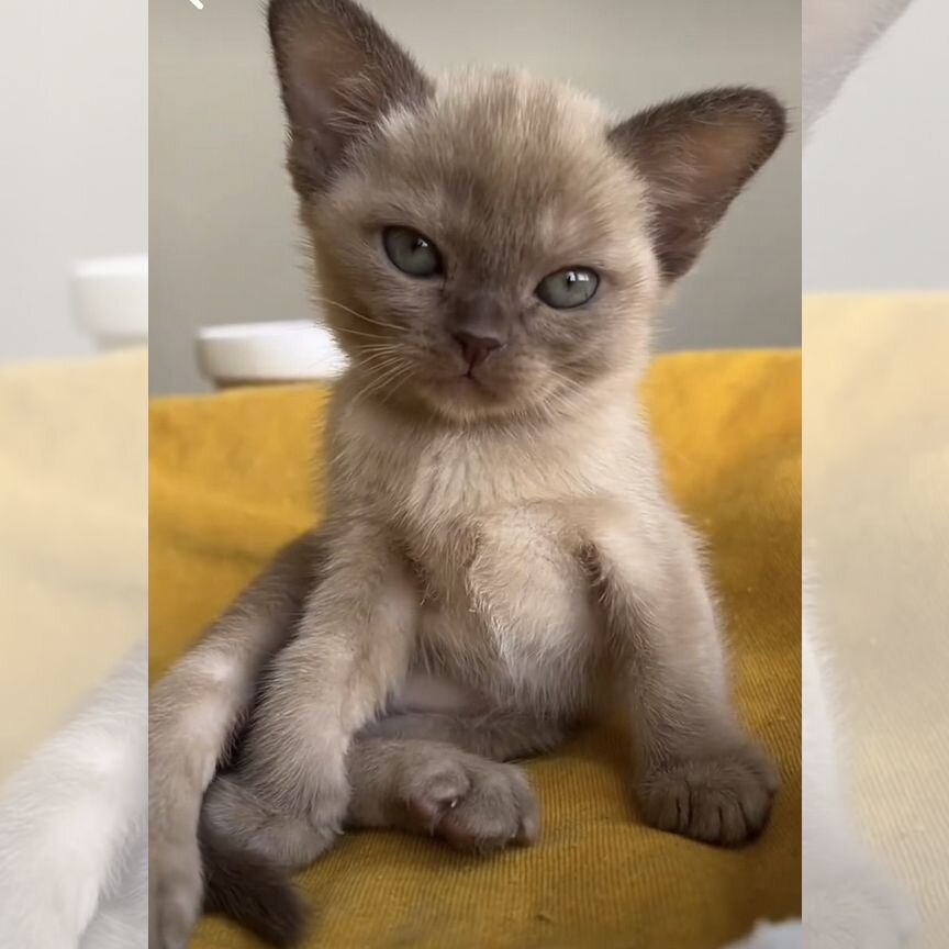 Европейский бурманский котёнок