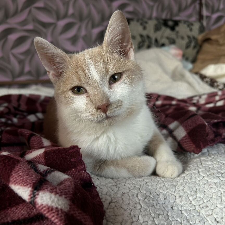 Котенок в добрые руки
