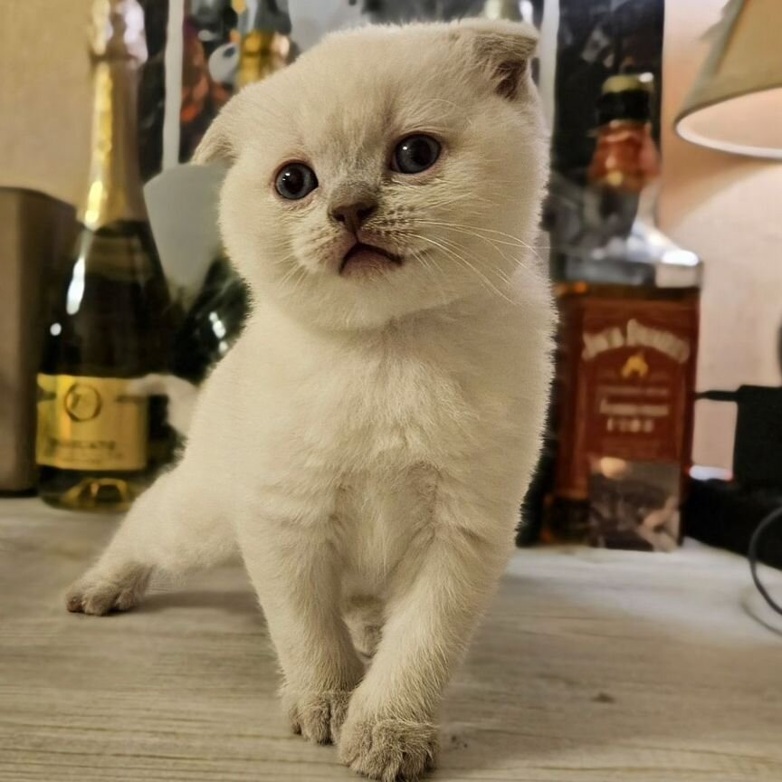 Шотландские котята блю поинт