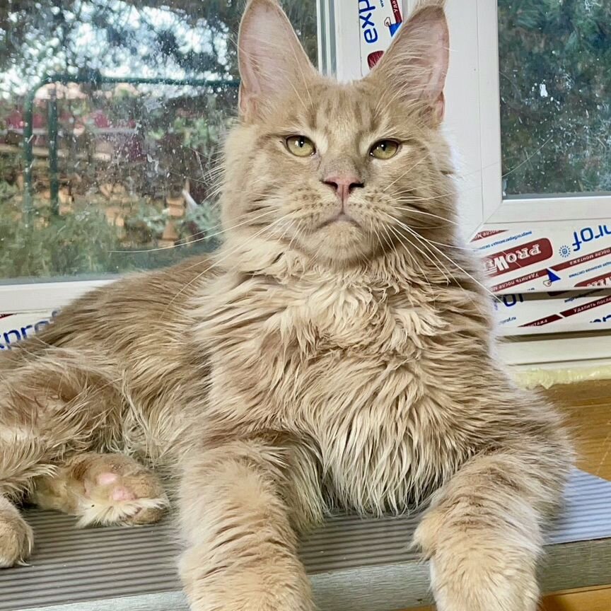 Мейн-кун котенок