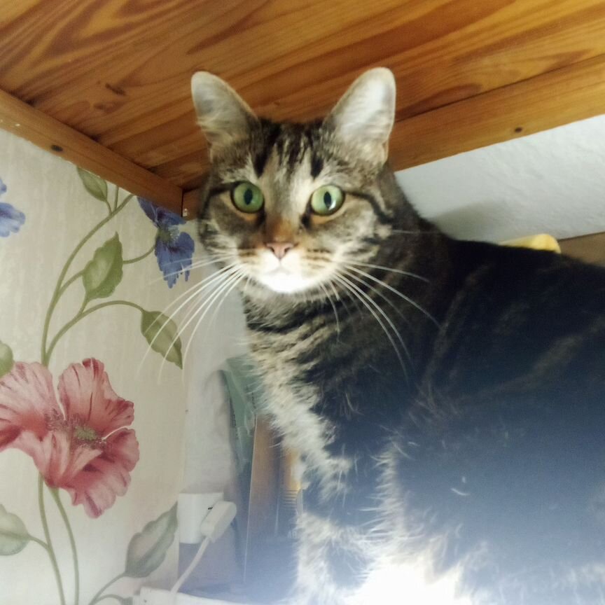 Чудная кошечка Рыся