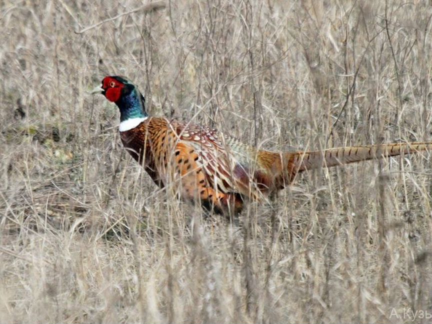 Продам Фазанов