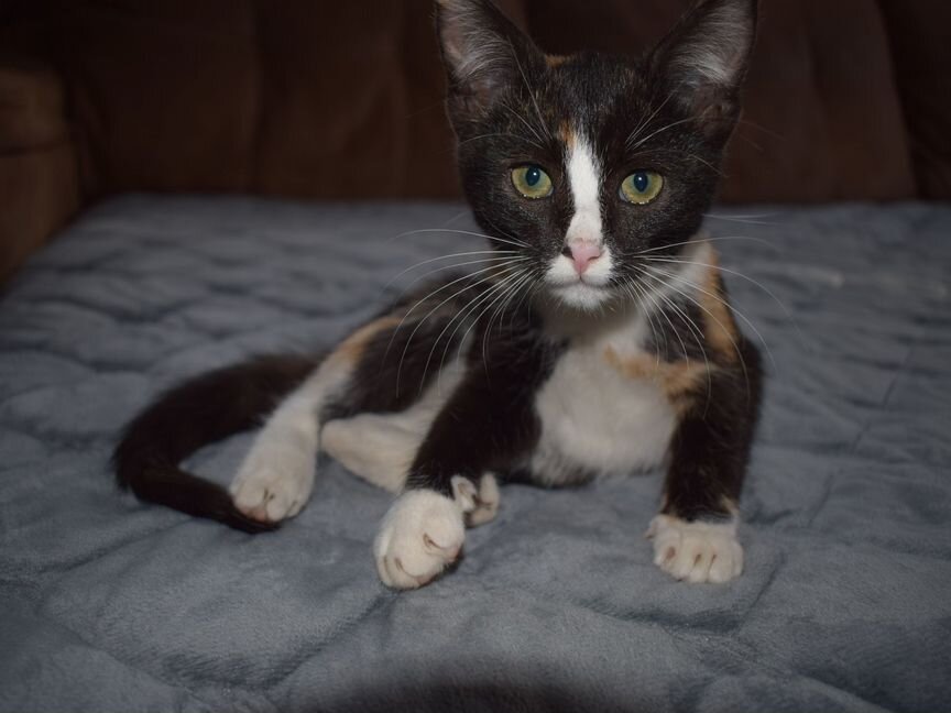 Молодая кошка Олимпия, котенок