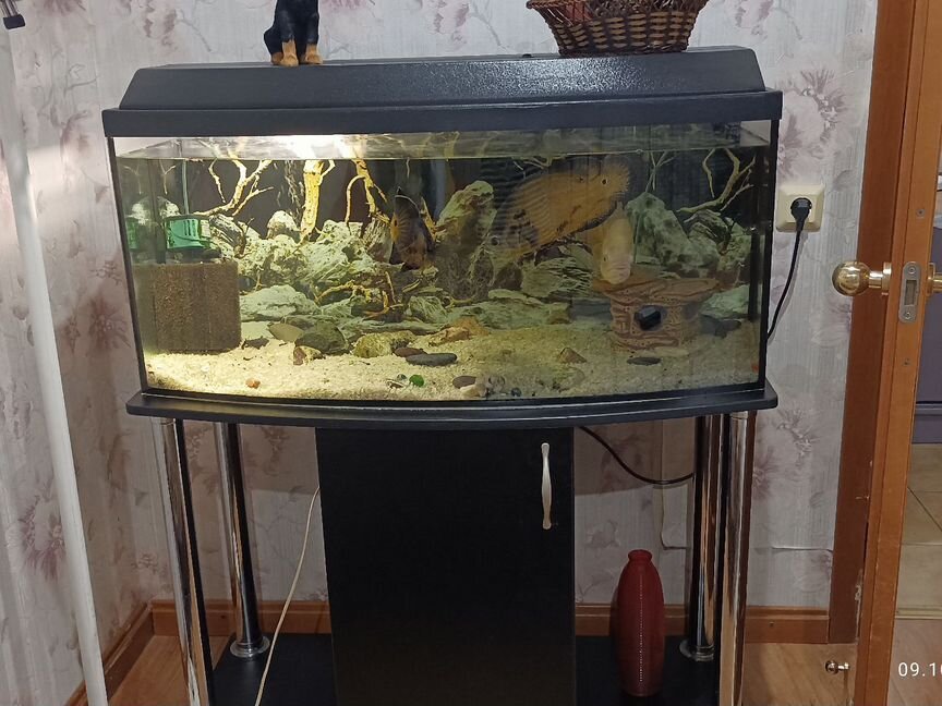 Аквариум и рыба