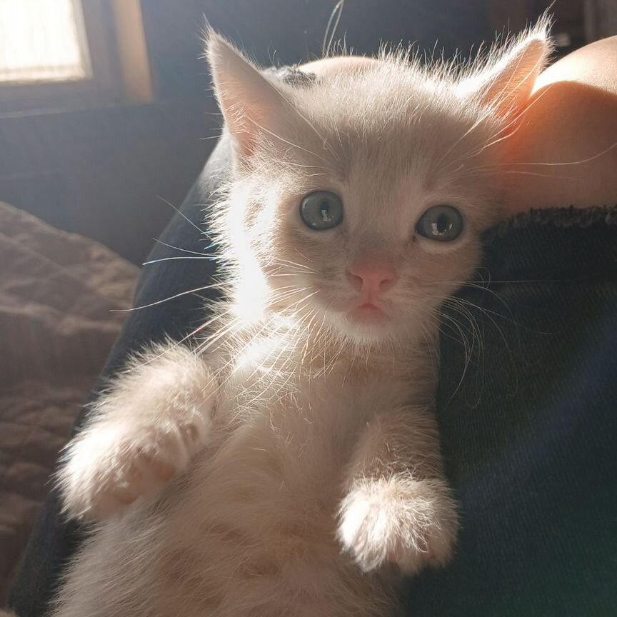 Отдам в добрые руки котят