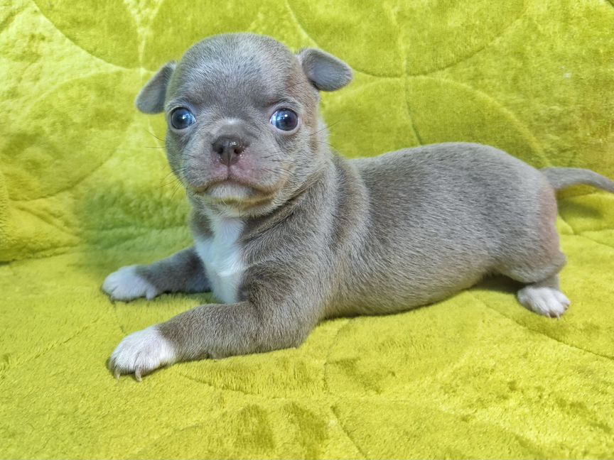 Невероятные чиходети