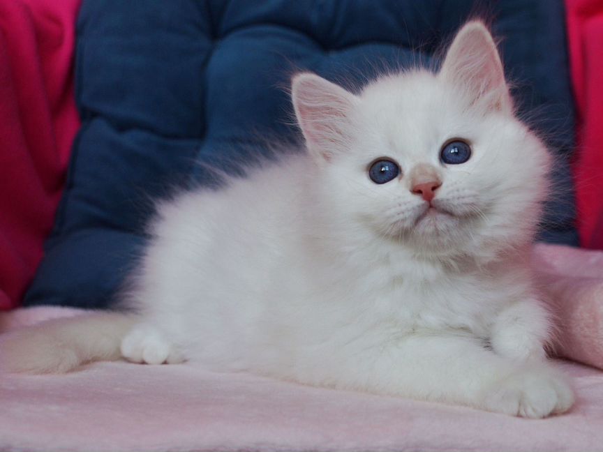 Невские маскарадные котята из питомника