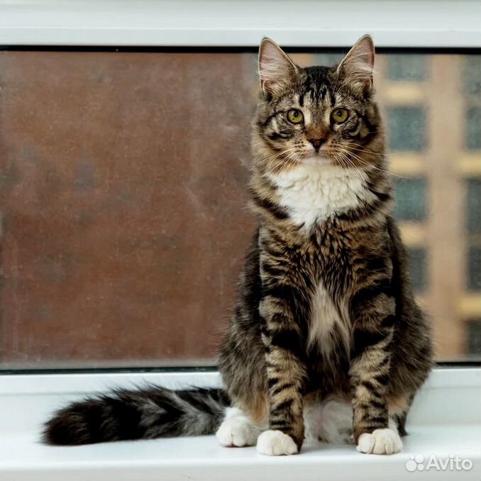 Роскошный котик Мурзик 1 год