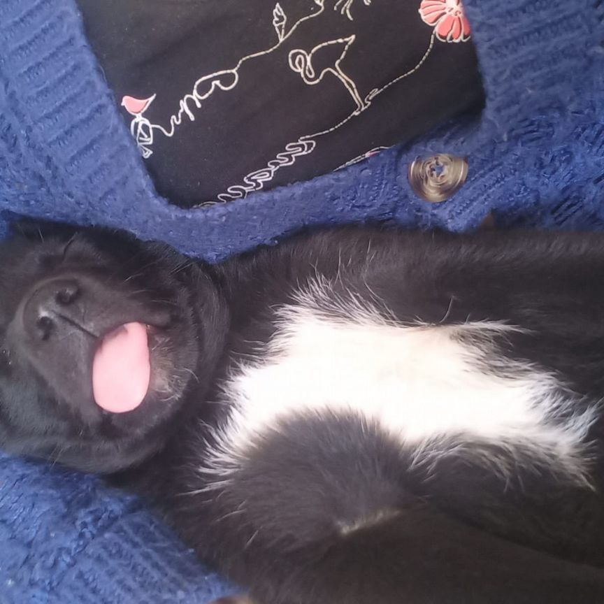 Щенки в добрые руки