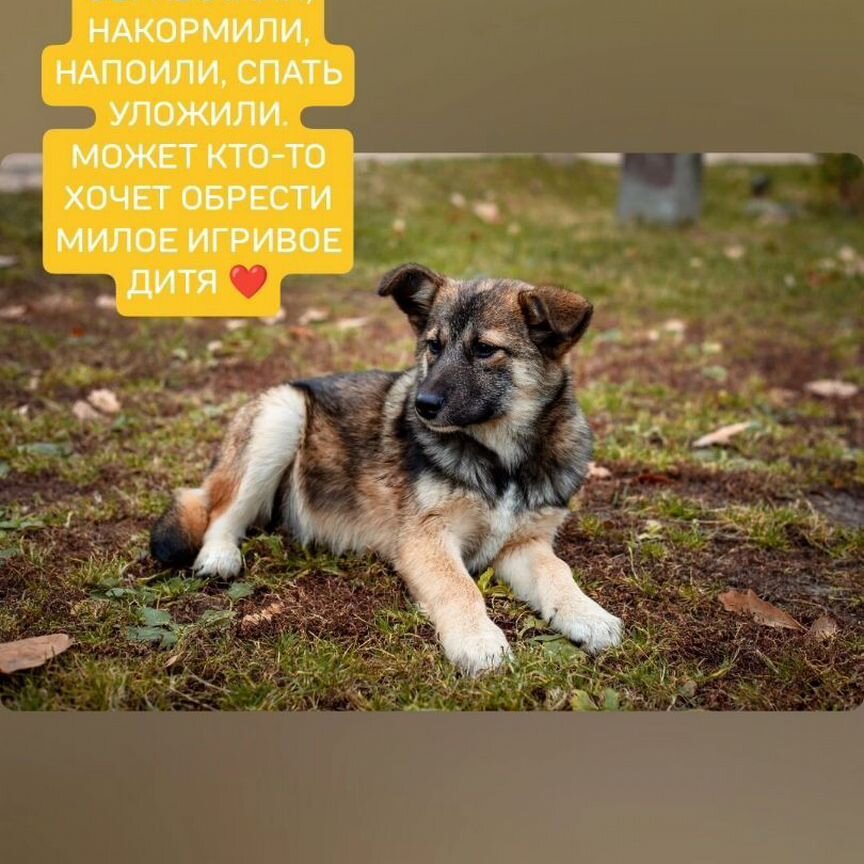 Собачка ищет дом