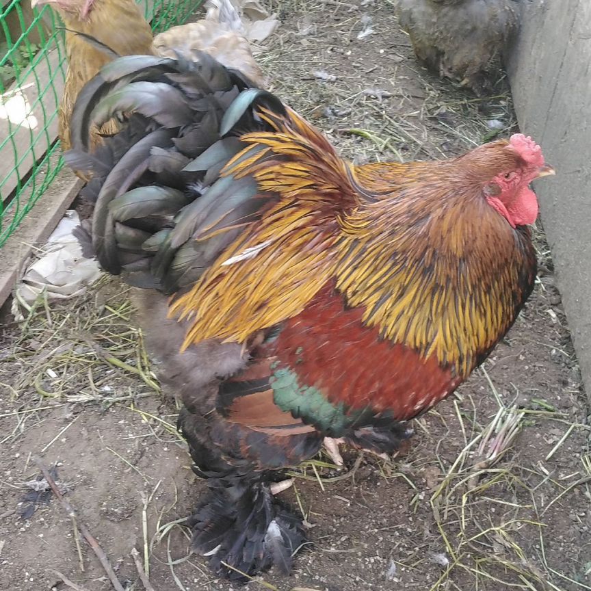 Цыплята кур породы Брама-куропатчатая