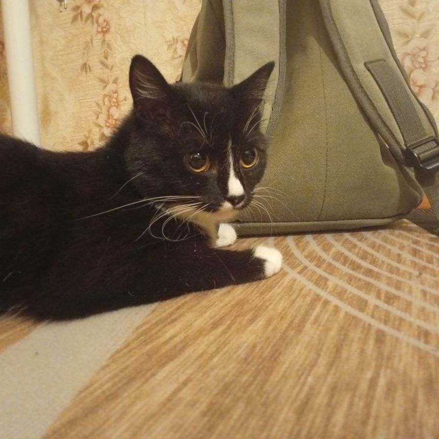 Котёнок в добрые руки