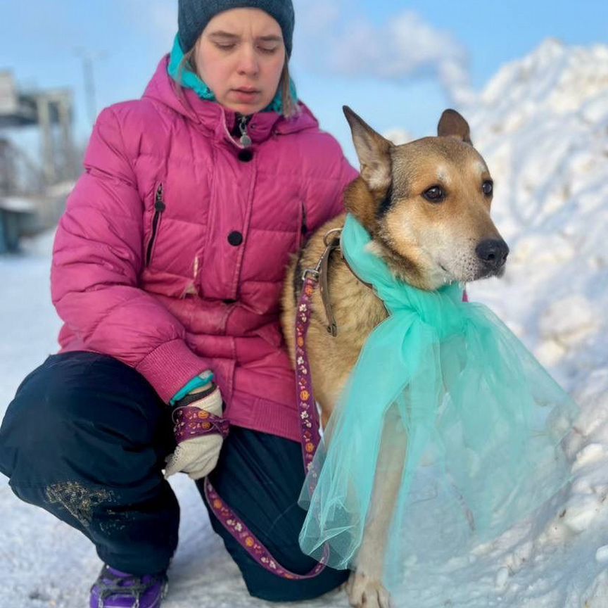 Взрослый пёс в добрые руки