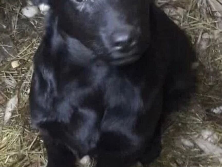 Маленькие собачки в добрые руки