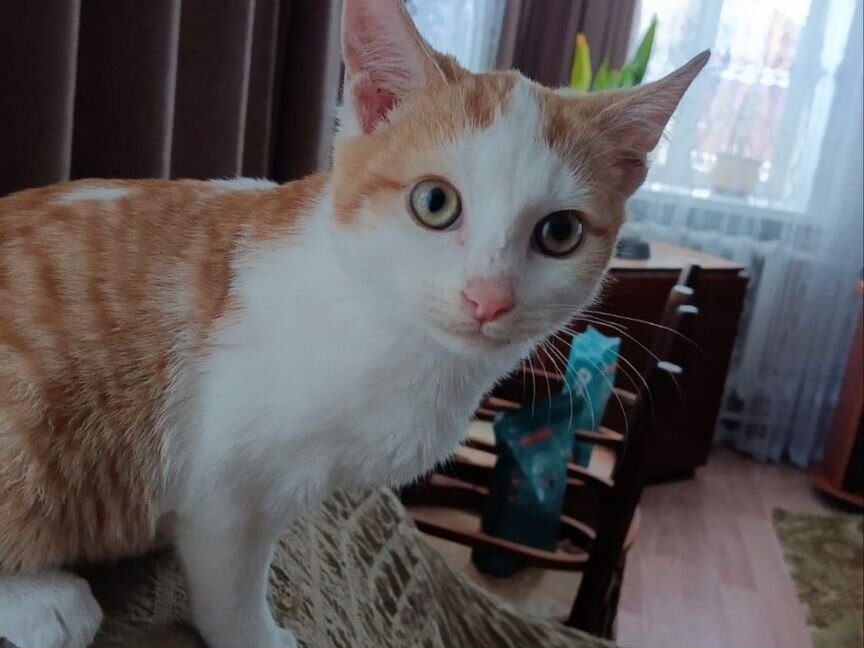 Котенок котик