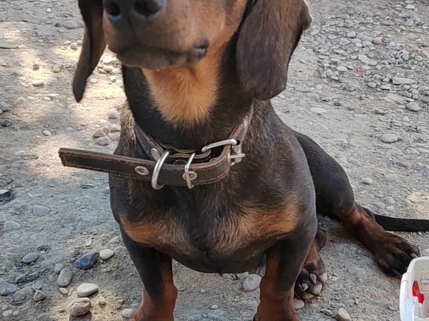 Вязка кобель такса