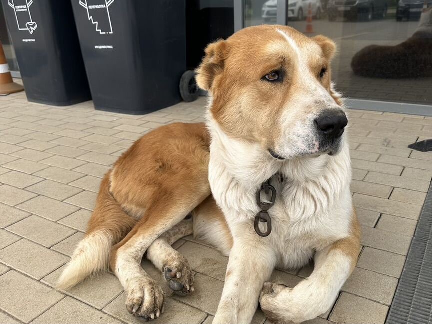 Среднеазиатская овчарка найден