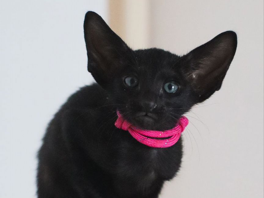 Котята петерболд