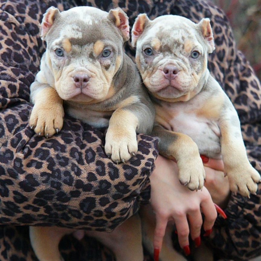 Американский булли, щенок