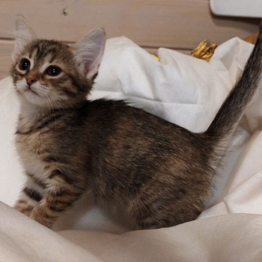 Котёнок в добрые руки