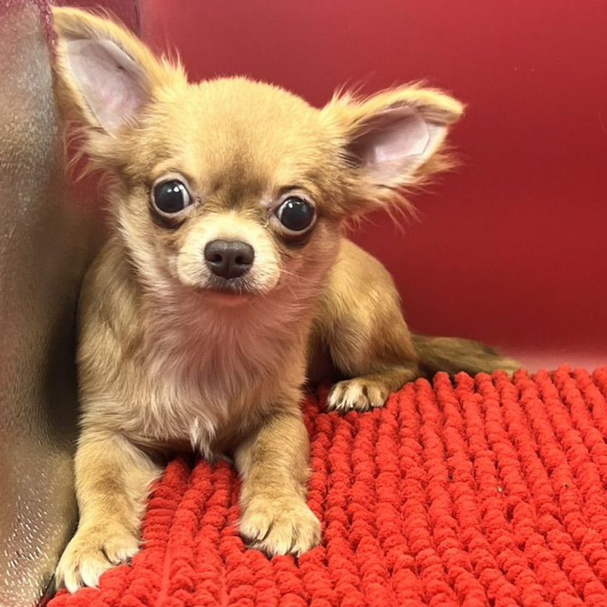 Чихуахуа, щенок