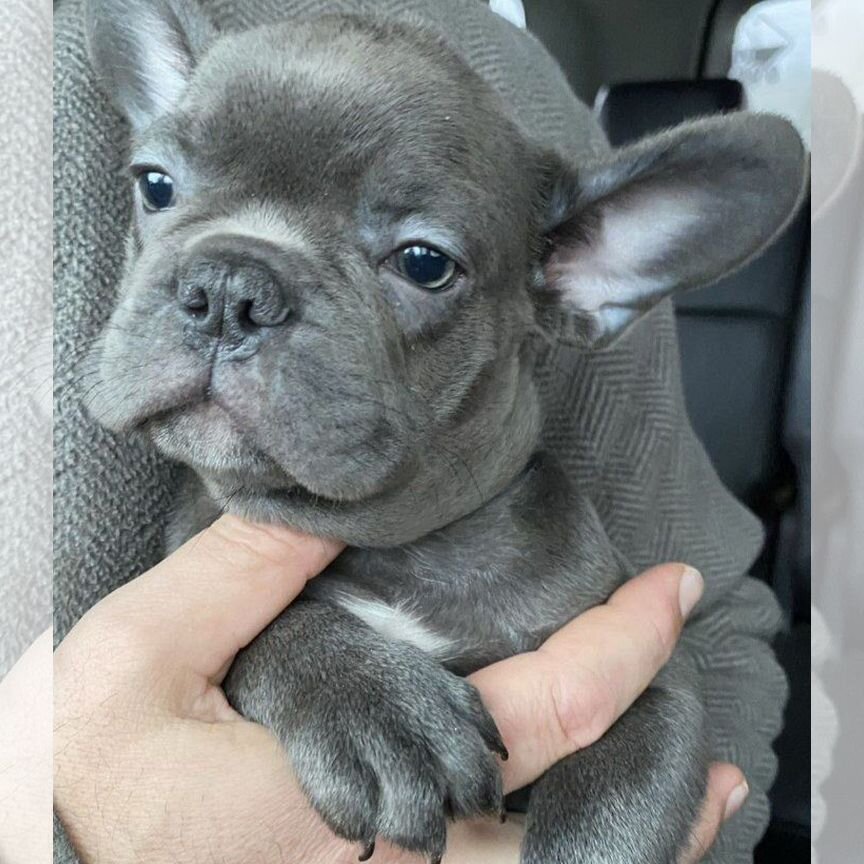 Французский бульдог, щенок