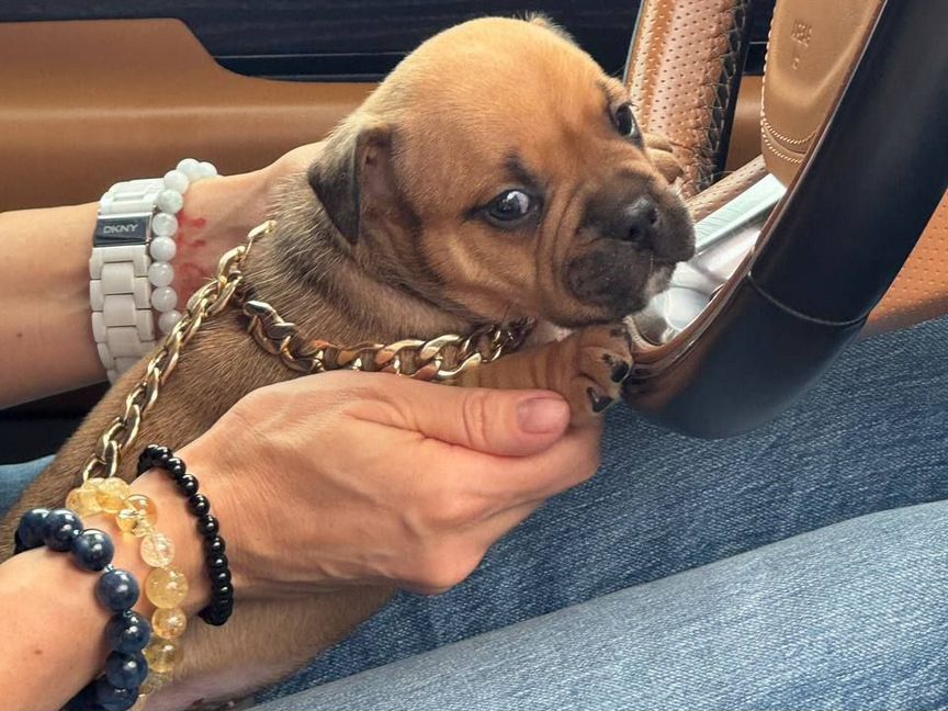 Американский булли покет